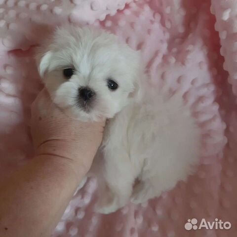 Мальтезе. Микро девочка. Мальтийская болонка