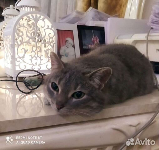 Кошка Зайка в дар