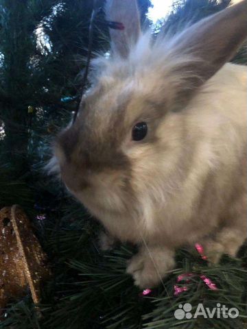 Кролик декортивный 500р
