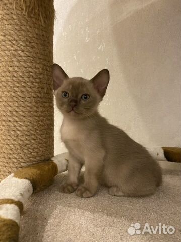 Сладкий шоколадный мальчик