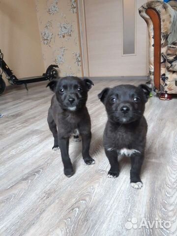 Щенки в добрые руки