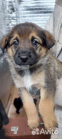 Щеночки ищут себе хозяев