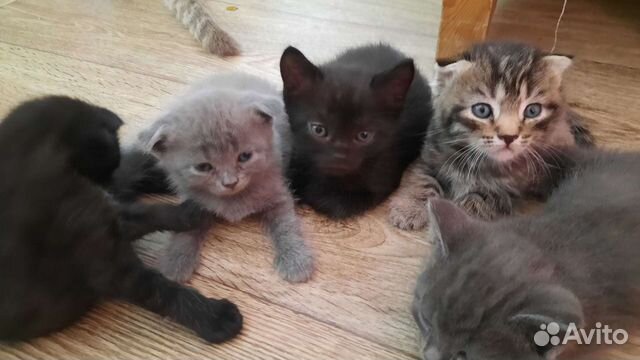 Шотландские котята