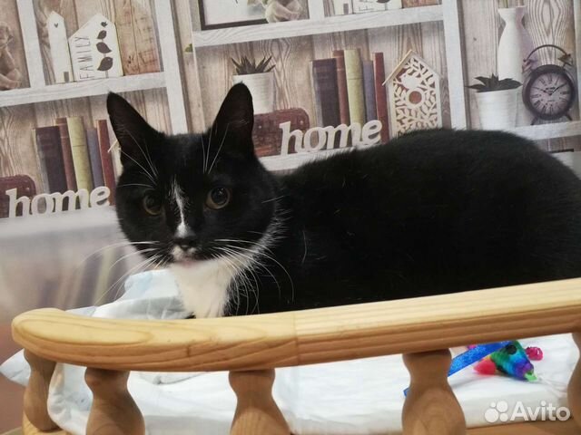 Кот в добрые руки