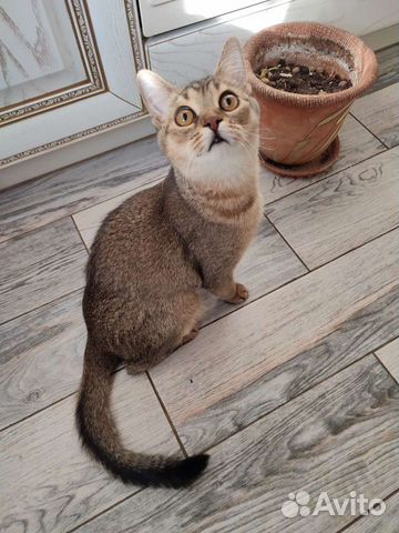 Абиссинская кошка