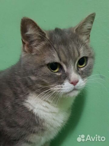 Британская кошка метиска Дорочка 1год стерилизован