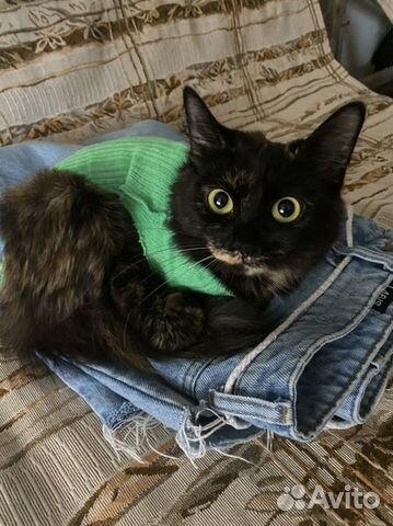 Котенок 8 месяцев