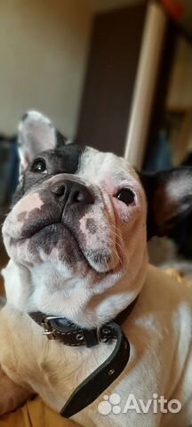 Вязка Французский бульдог