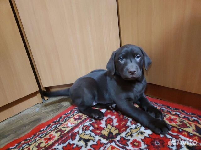 Щенки лабрадора шоколадки