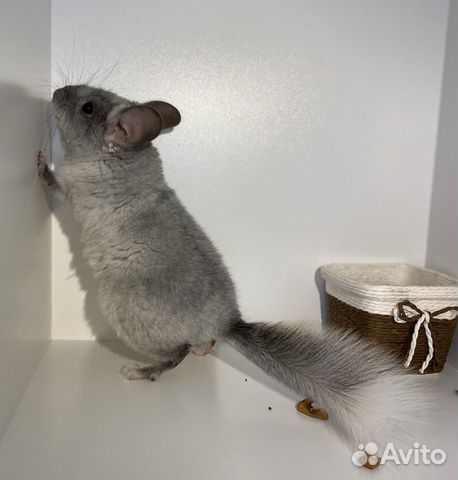 Шиншилла белый бархат