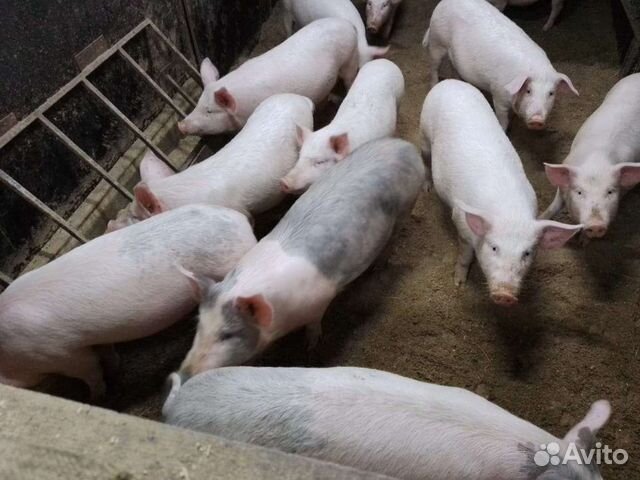 Поросята Ландрас-Крупная белая