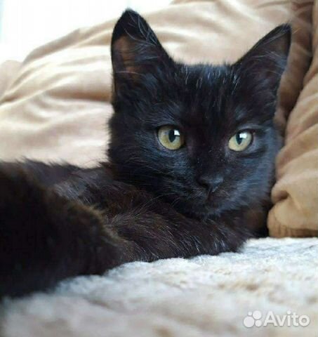 Котёнок утончённая Нора