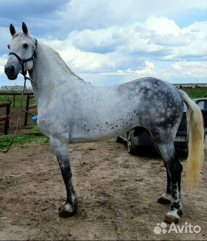 Продажа орловских лошадей