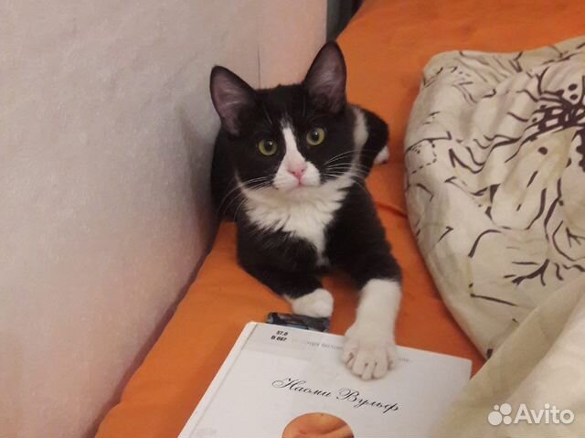 Котенок Тася