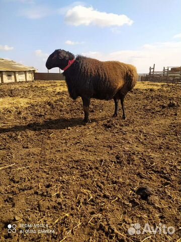 Бараны гисары