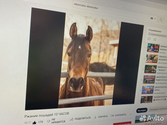 Жеребец на спаривание