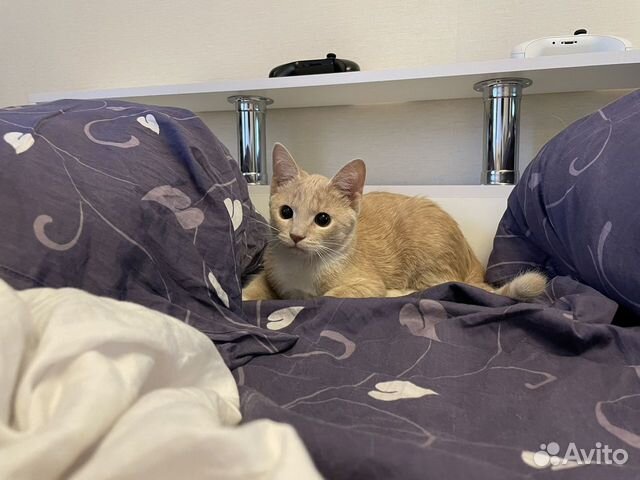 Кошка
