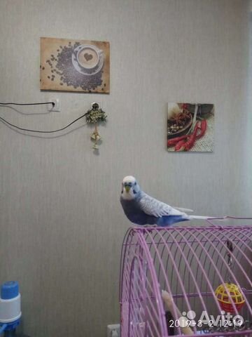 Волнистый попугай самец