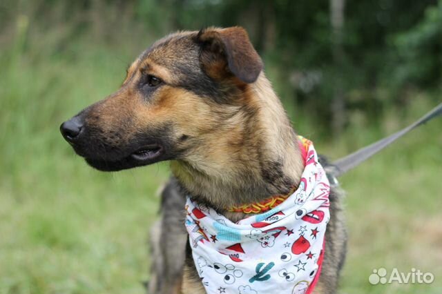 Комета собака в добрые руки