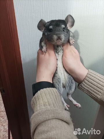 Шиншилла мальчик