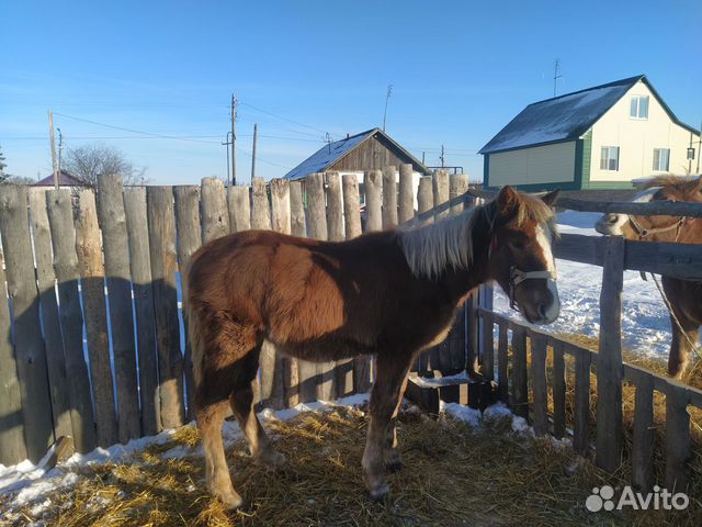 Продам жеребёнка
