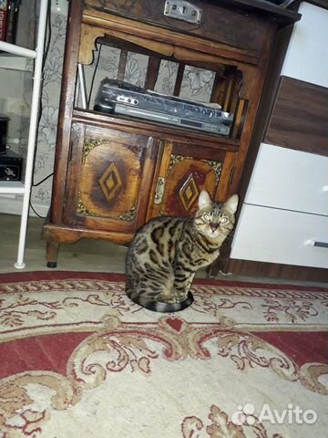 Бенгальская кошка