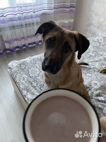 Собака кобель