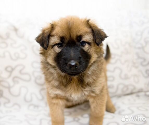 Глаша, 3 месяца, в дар в добрые руки