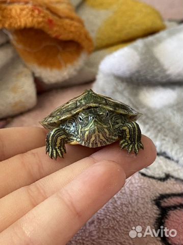 Красноухая черепашка