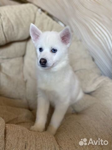 Щенки помски