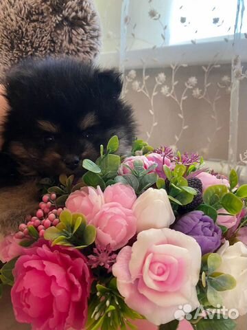 Померанский шпиц медвежьего типа