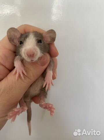 Крысята Фазз