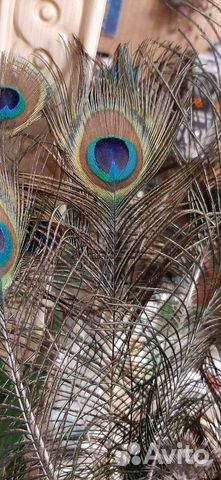 Павлина перьи