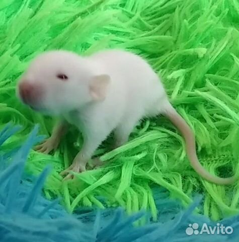 Декоративные крысята