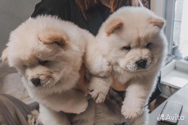 Щенки чау-чау