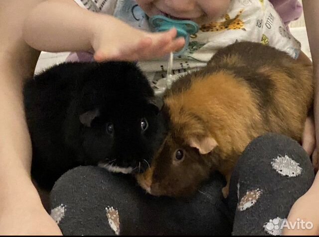 Морские свинки