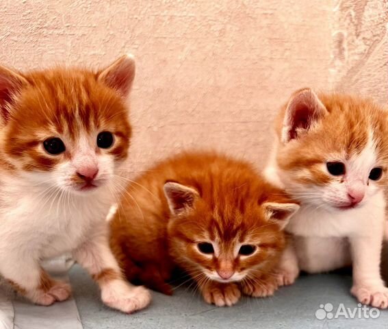 Котенок
