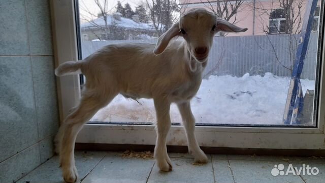 Заано-нубийский козлик