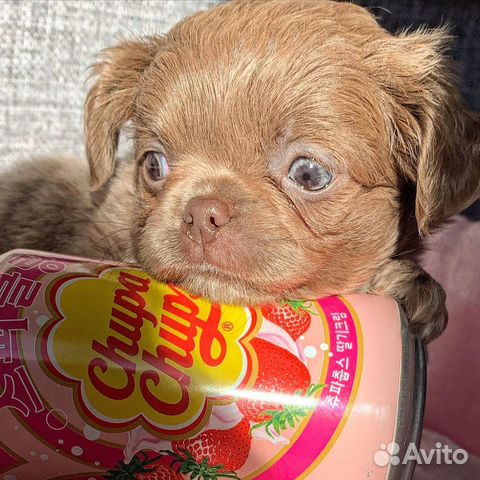 Лиловый Мишка