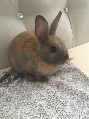 Декоративные кролики