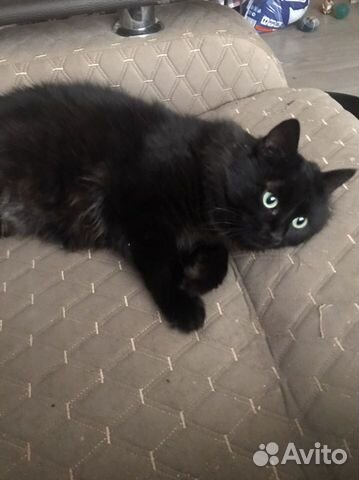Кошка