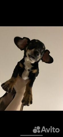 Щенок таксы и той терьера