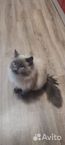 Невский маскарадный кот