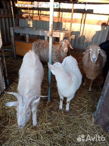 Коза с козленком