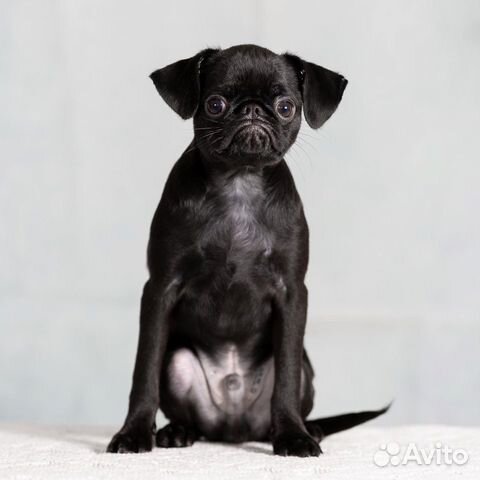 Пти брабансон