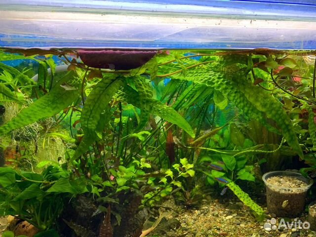 Прополка аквариумные растения