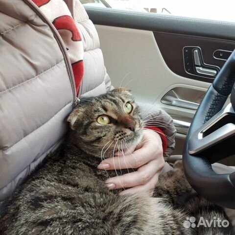 Вислоухий шотландец Тахир ищет дом
