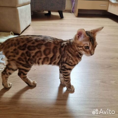 Бенгальская кошка