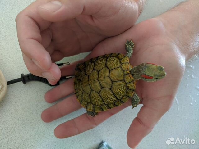 Черепахи