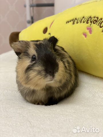 Морская свинка